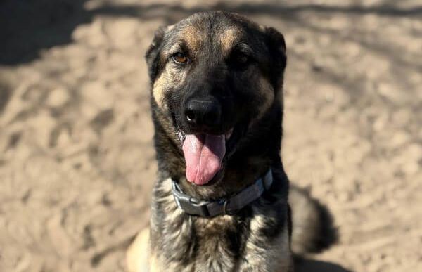 Hundevermittlung Mars-3 - Animal Happyend