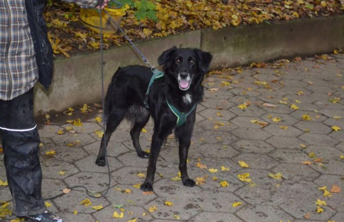 Hundevermittlung Milla-5 - Animal Happyend
