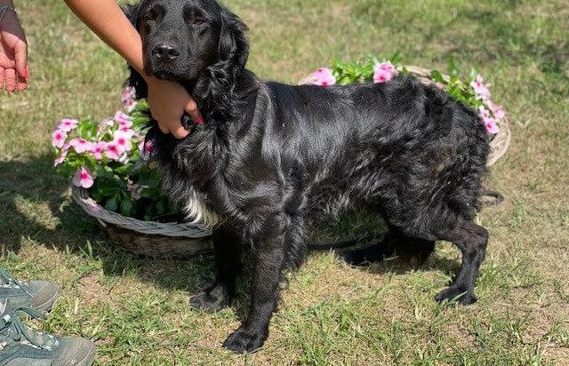 Hundevermittlung Murdock - Animal Happyend
