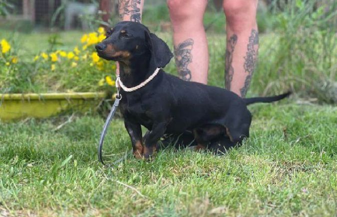 Hundevermittlung Ube - Animal Happyend