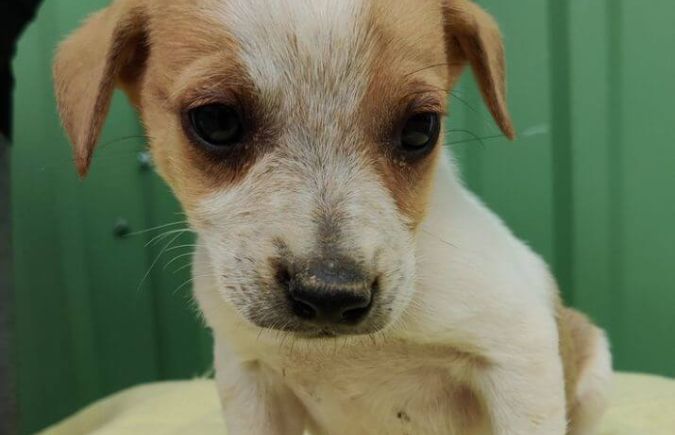 Hundevermittlung Aristor - Animal Happyend