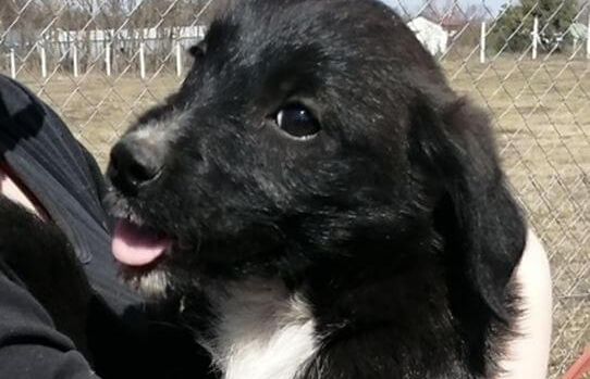 Hundevermittlung Asma - Animal Happyend