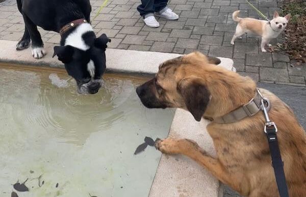 Hundevermittlung Curry - Animal Happyend