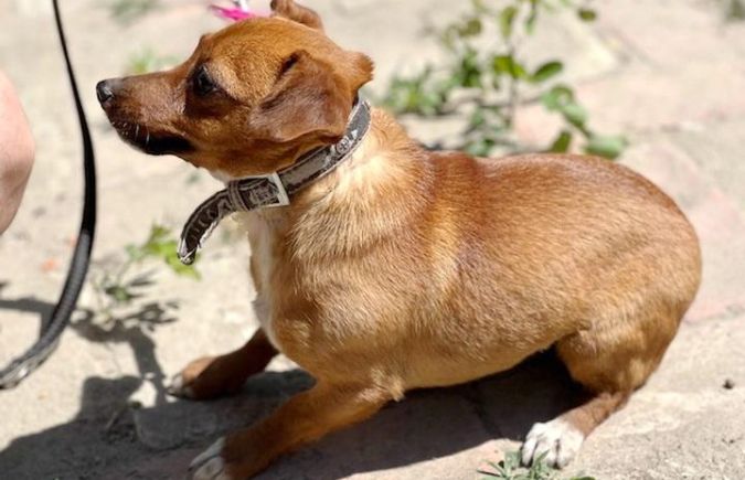 Hundevermittlung Sziporka - Animal Happyend