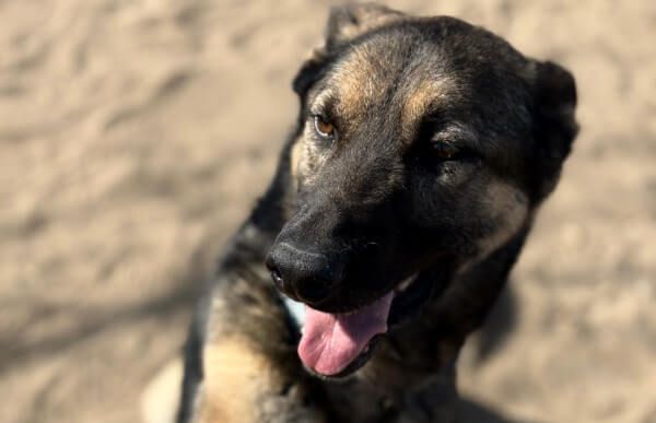 Hundevermittlung Mars-3 - Animal Happyend