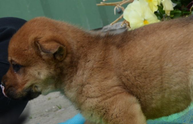 Hundevermittlung Mondo neu Murphy - Animal Happyend