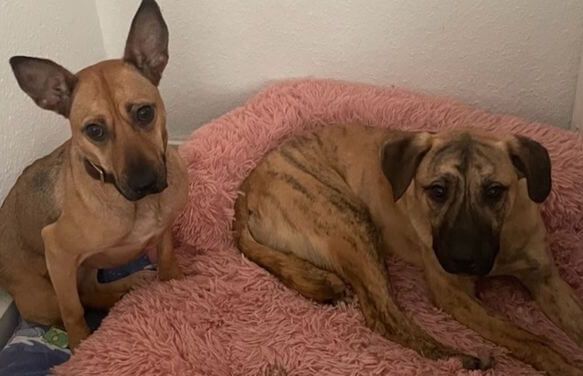 Hundevermittlung Curry - Animal Happyend