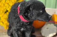 Hundevermittlung Mino - Animal Happyend