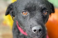 Hundevermittlung Mino - Animal Happyend