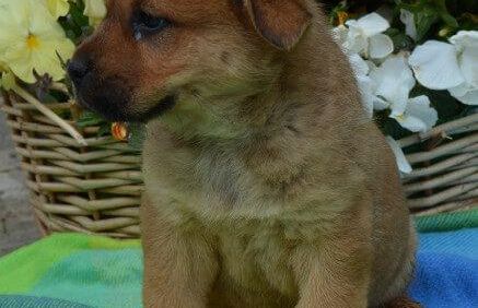 Hundevermittlung Mondo neu Murphy - Animal Happyend