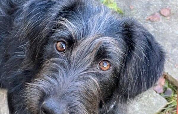 Hundevermittlung Becky-3 - Animal Happyend