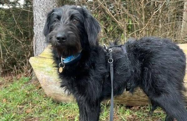 Hundevermittlung Becky-3 - Animal Happyend