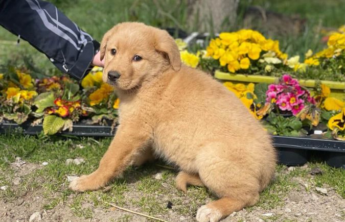 Hundevermittlung Bridget - Animal Happyend