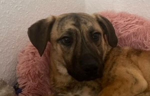 Hundevermittlung Curry - Animal Happyend