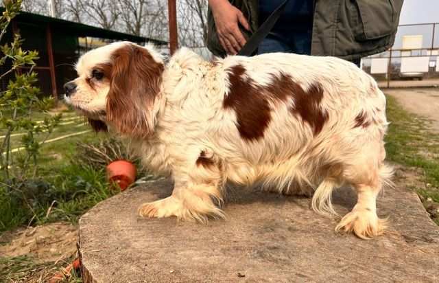 Hundevermittlung Doni - Animal Happyend