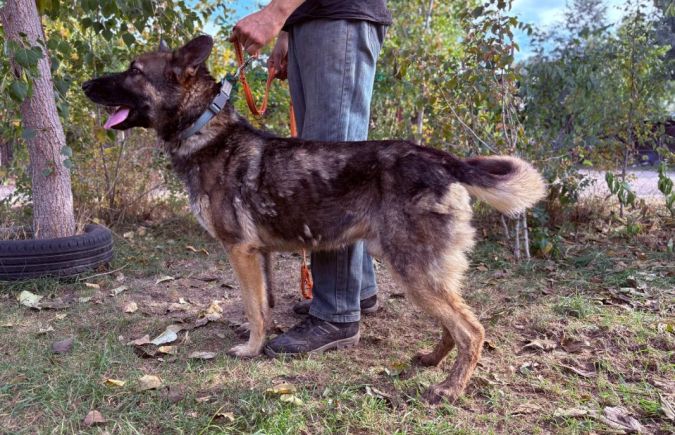 Hundevermittlung Mars-3 - Animal Happyend