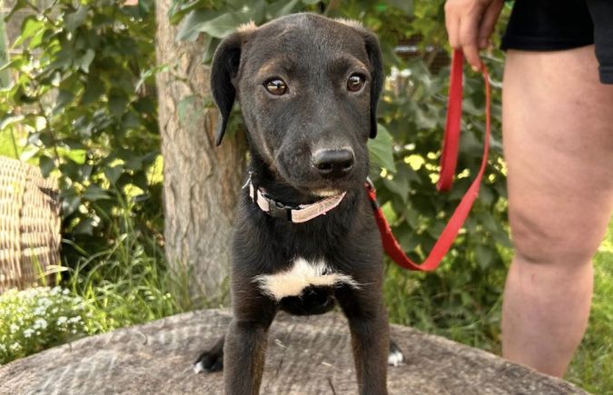 Hundevermittlung Shaba-2 neu Lola - Animal Happyend
