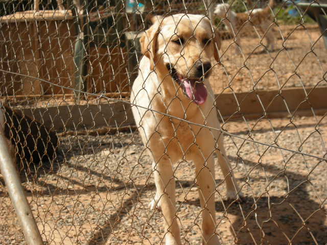 Erfahrungsbericht über Yena und Freya-2, neu Joya - Animal Happyend