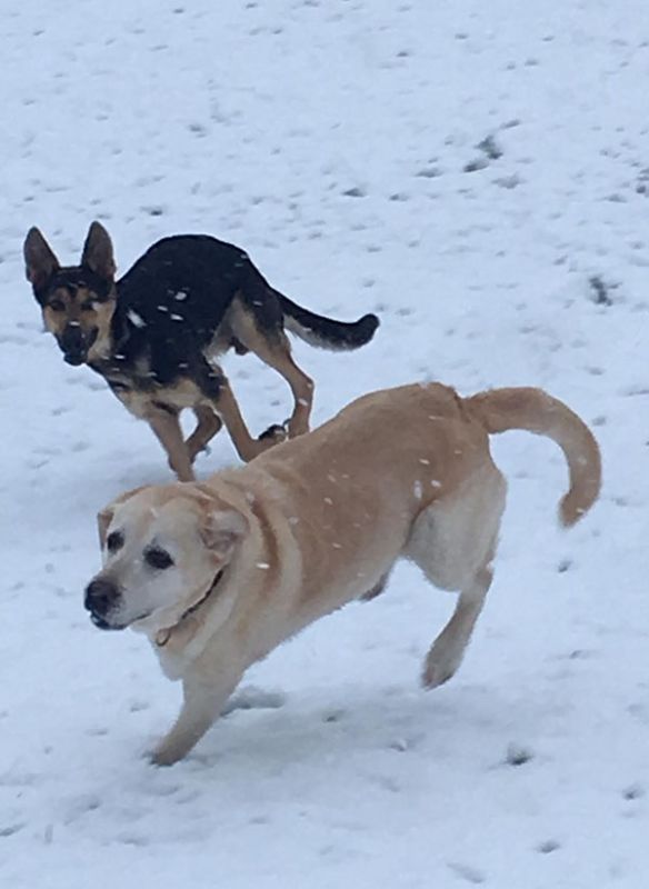 Erfahrungsbericht über Yena und Freya-2, neu Joya - Animal Happyend