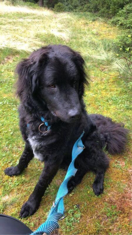 Erfahrungsbericht von Darty aus Ungarn - Animal Happyend