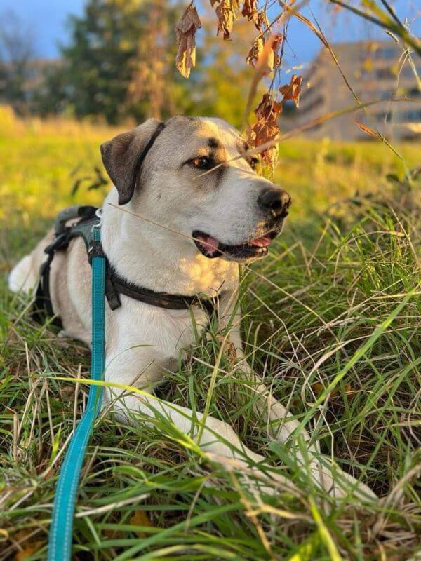 Erfahrungsbericht von Kronosz aus Ungarn - Animal Happyend