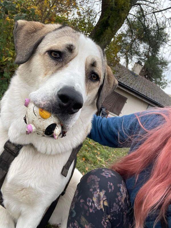 Erfahrungsbericht von Kronosz aus Ungarn - Animal Happyend