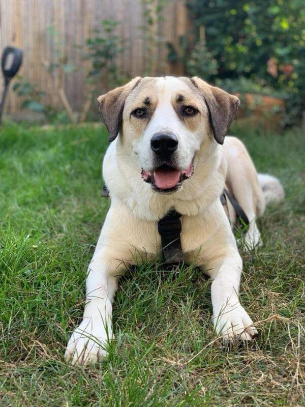 Erfahrungsbericht von Kronosz aus Ungarn - Animal Happyend